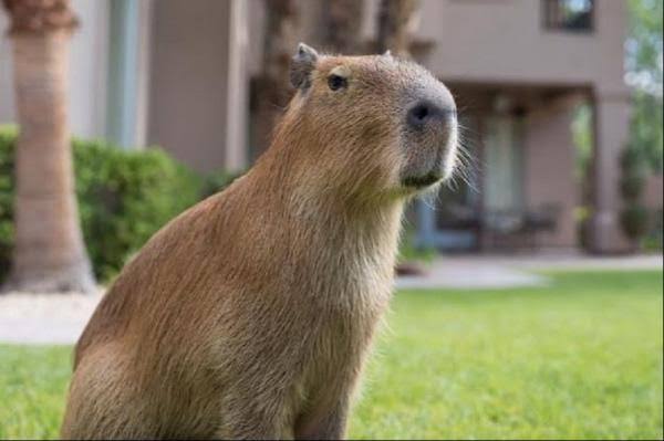 which capybara r u?