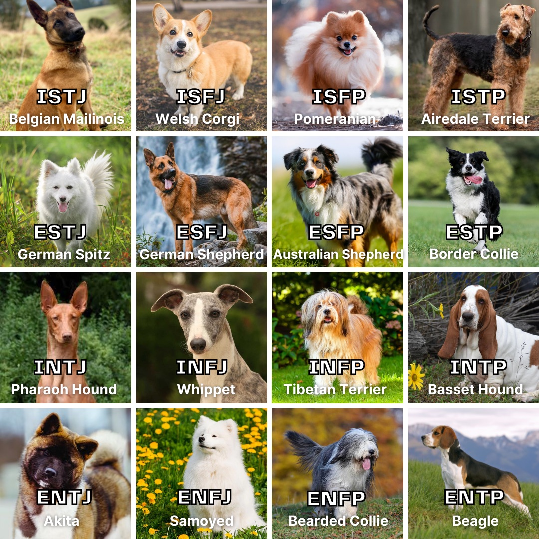 What is your dogs MBTI type