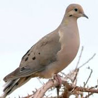 🔥 Dove MBTI ISFJ or ISFP?