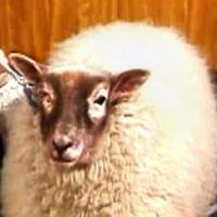 🔥 Chris the Sheep MBTI Personality Type INFJ or INFP?