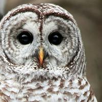 🔥 If Owl has a personality type...