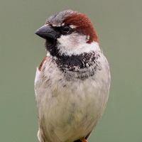 🔥 If House Sparrow has a personality type...