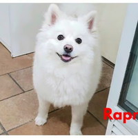 Rap Mon ( BTS) - Discussion on Pdb