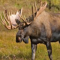 Moose - Discussion on PDB