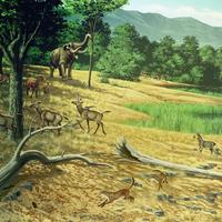 Miocene - Discussion on PDB