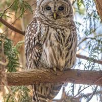 Owl MBTI Stereotypes: INTP