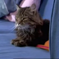 🔥 Jasper The Cat MBTI | Numberjacks Personality Types