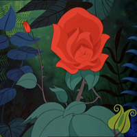 Rose - Discussion on PDB