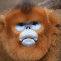🔥 If Golden snub-nosed monkey has a personality type...