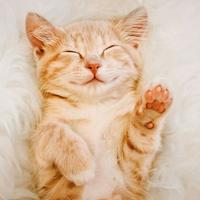 🔥 Neutral Good MBTI INFP or INFJ?