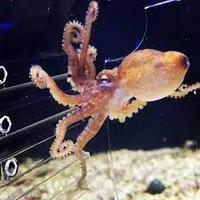 🔥 If Atlantic pygmy octopus has a personality type...