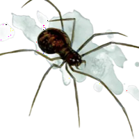 🔥 Spider MBTI which MBTI?