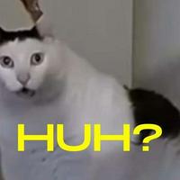 🔥 If ben chonky "huh" cat has a personality type...