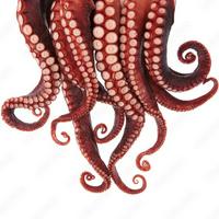 Tentacles Discussion On Pdb