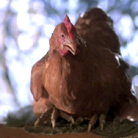 Billina - Discussion on PDB