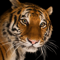 🔥 Tiger MBTI ISTP or ISTJ?