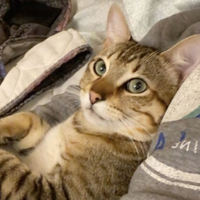 Tiger (Quackity's cat) MBTI Personality Type: INTJ