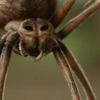 Charlotte A. Cavatica the Spider MBTI Personality Type: INFJ