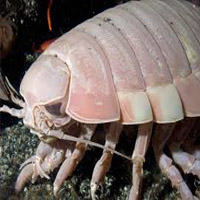 Giant Isopod - Discussion on PDB