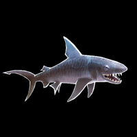 🔥 Tiger Shark MBTI Personality Type ISTP or ESTP?