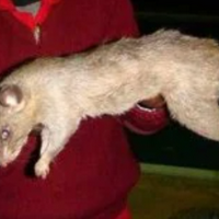 Human Eating Rat - Discussion on PDB