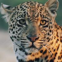 🔥 If Leopard has a personality type...