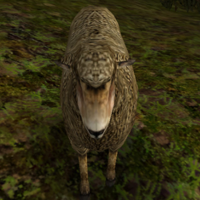 Sheep (Beast) - Discussion on PDB