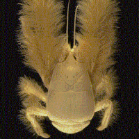 🔥 Kiwa hirsuta (Yeti Crab) MBTI ENFP or ENFJ?