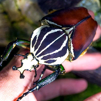 Goliath Beetle - Discussion on PDB