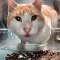 🔥 Mr. Shock (Brother Shock / 懵逼弟) MBTI ISFP or ISFJ?