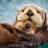 🔥 Otter MBTI ENFP or ENFJ?