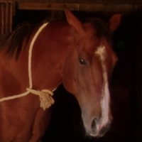 Lt. Peanut Butter MBTI Personality Type: ESTP