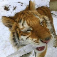 🔥 Tiger MBTI ISTP or ISTJ?