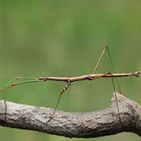 Stick bug - Discussion on PDB