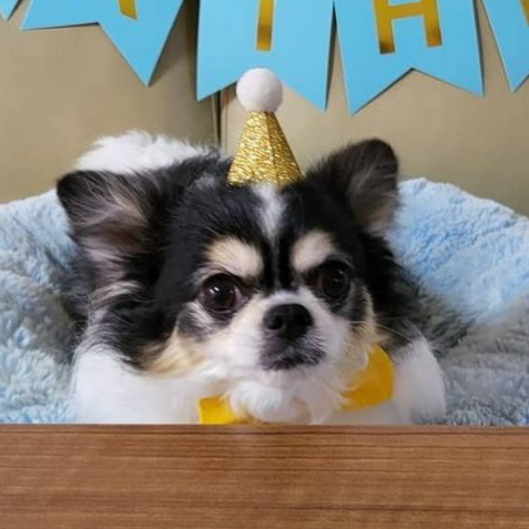 🔥 If Kkami 까미 (Stray Kids) has a personality type...